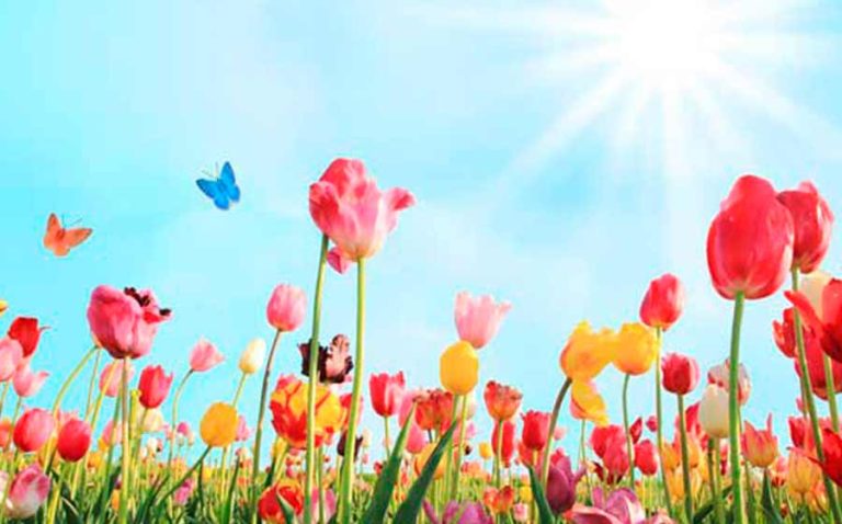 Primavera – Significado, Energias e Simpatias | iQuilibrio