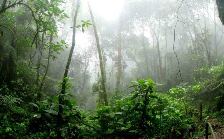 Conhece a real história do Curupira? Sabe a origem?