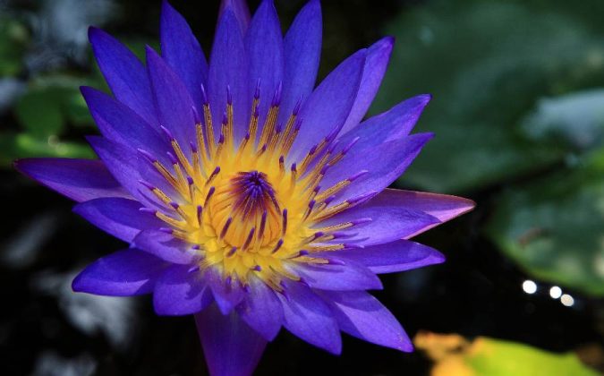 Flor de lótus, confira o seu significado espiritual - iQuilibrio